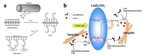 A Surface Modified Imogolite With 3 Aminopropyltriethoxysilane Download Scientific Diagram