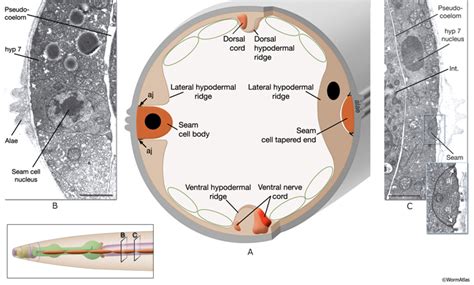 Hermaphrodite Epithelial System Seam Cells