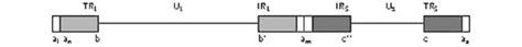 Schematic Representation Of The Arrangement Of Dna Sequences In The Hsv