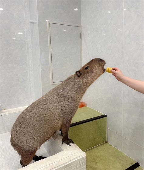 인생은 카피바라처럼 🦒기린아닙니다 Daum 카페