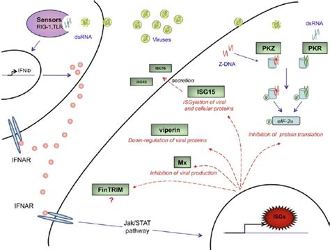Fish Virus Induced Genes In The Context Of Interferon ␾ Signaling