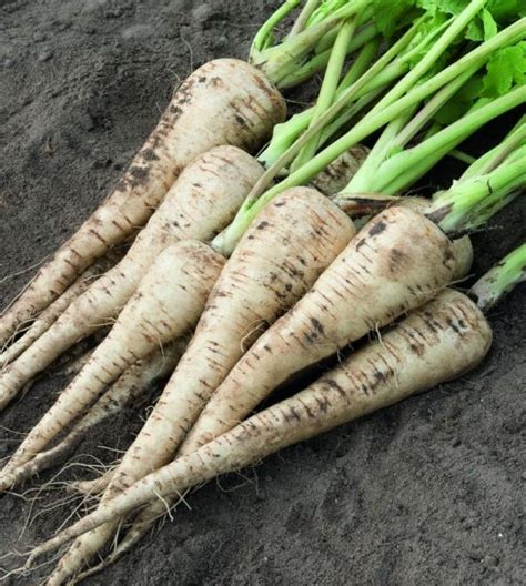 Parsnip Live Plant Breezyseeds