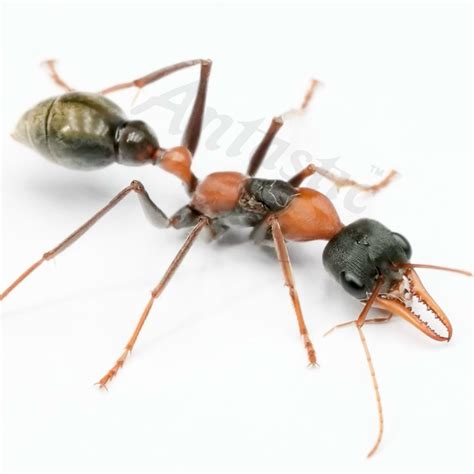Queen Ants Size Buy Queen Ants For Sale Live Queen Ants Antopiausa