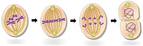 მიტოზი Diagram Quizlet