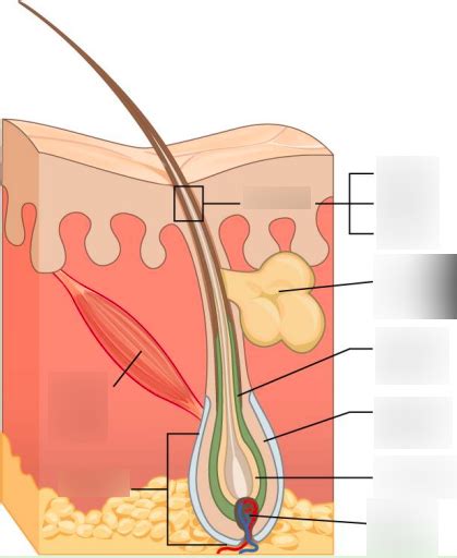 Hair Parts Identification Diagram Quizlet