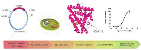 The Process Of Designing A Bacterial Biosensor And Its Utilization