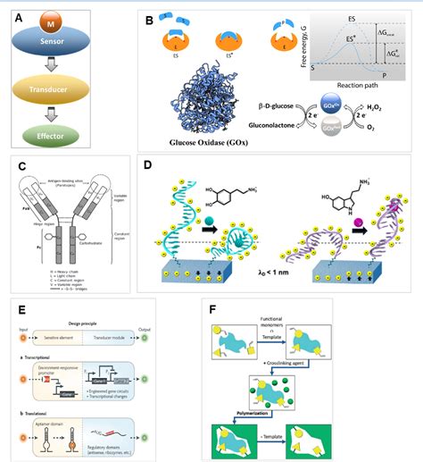 Figure 4 From Organic Bioelectronic Devices For Metabolite Sensing