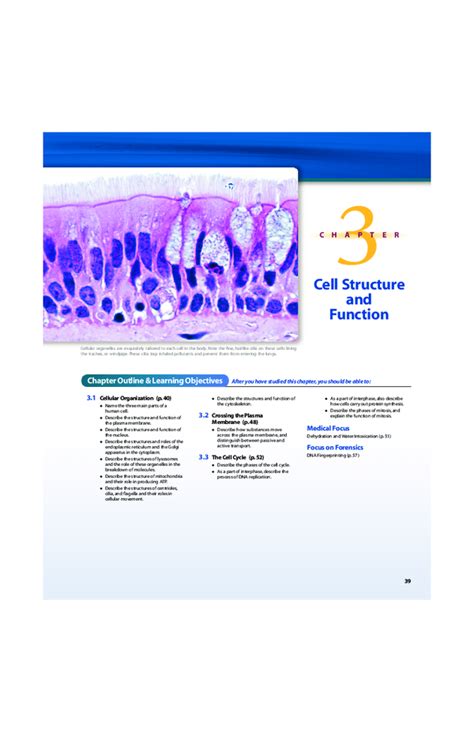 Peroxisomes Structure And Function Ppt