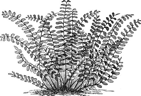 Asplenium Trichomanes Vintage Illustration 35069654 Vector Art At Vecteezy