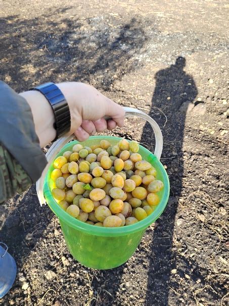 Слива желтая 300 рублей ведро 2025 ПРОДАМ КУПЛЮ Сасово ВКонтакте