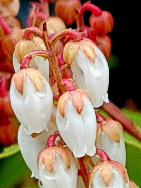 How To Grow Pyrola Picta Earthone