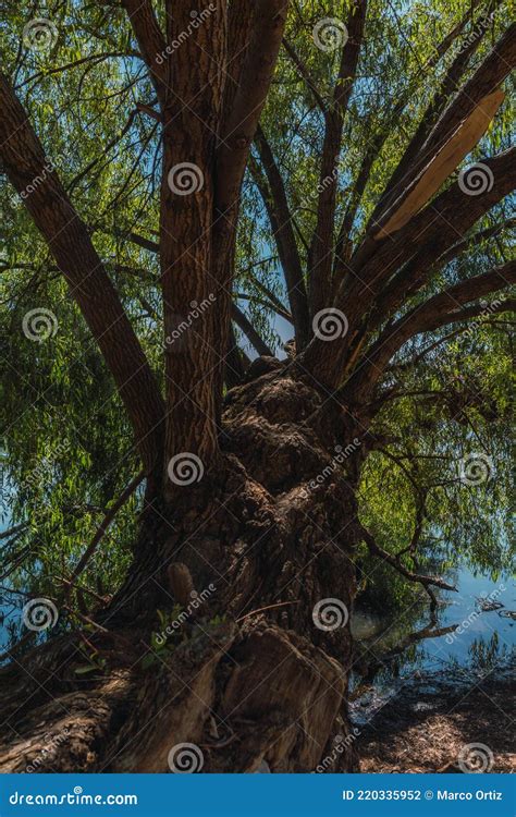 Tree Next To A Lake Details Of Branches And The Water Acts As A Mirror Stock Photo Image Of