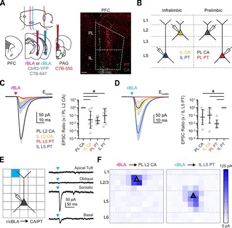 Rostral And Caudal Basolateral Amygdala Engage Distinct Circuits In The