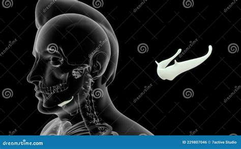 Human Skeleton Skull Bone Hyoid Bone Stock Illustration