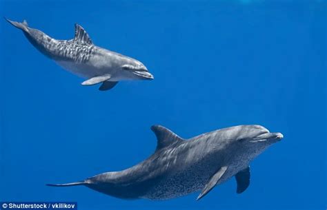 Algorithm Can Identify Distinct Click Patterns In Dolphins Daily Mail