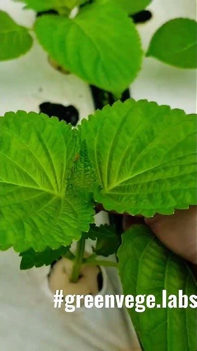 에어로포닉스분무수ㆍ경로 들깻잎 재배 무농약깻잎 Youtube