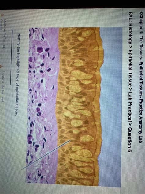 Solved Epithelial Tissue Lab Practical Question OD Chegg Com
