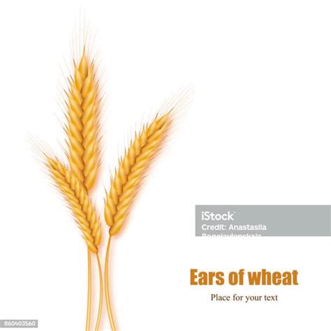 텍스트에 대 한 공간을 가진 백색 배경에 밀의 현실적인 귀 벡터 일러스트는 시리얼의 가을에 대한 스톡 벡터 아트 및 기타 이미지 가을 건초 식물 계절 Istock