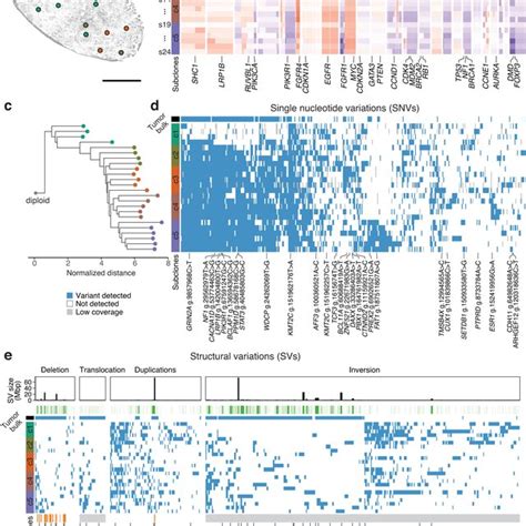 Integrative Spatial Genomics In T2 Breast Cancer The Color And Order Of Download Scientific