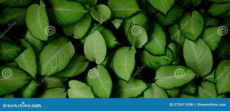 Closeup Green Leaves Of Tropical Plant In Garden Dense Green Leaf With