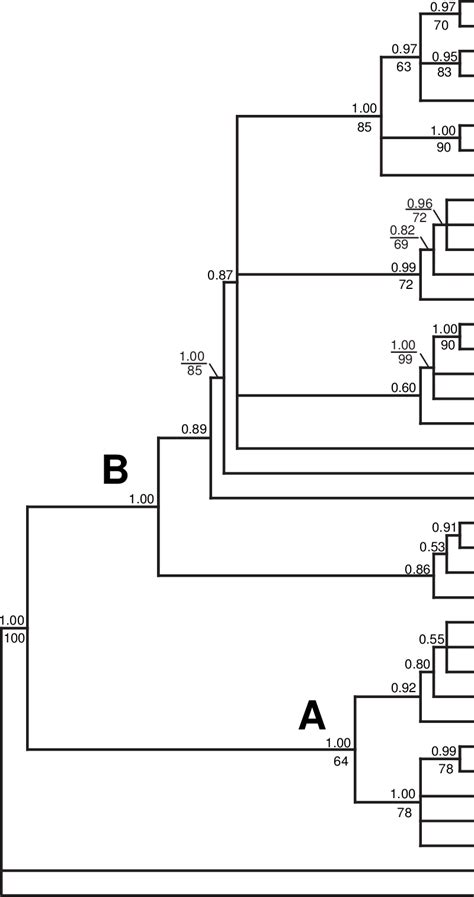 Majority Rule Consensus Tree Obtained From The Bayesian Analysis Of Download Scientific
