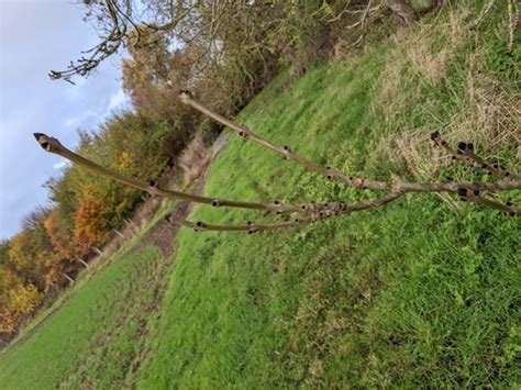 6 Trees Buds Flashcards Quizlet