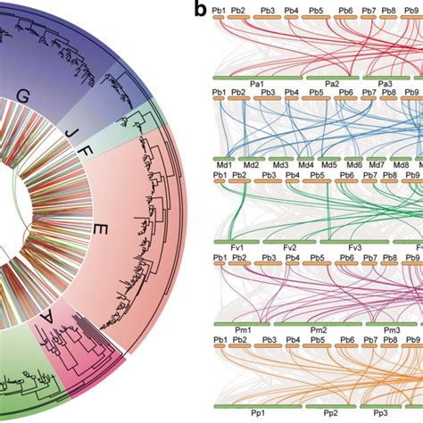 A The Phylogenetic Tree And Synteny Analysis Among The Six Rosaceae