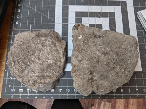 Is This A Giant Bivalve From A Stone Supplier In Sw Michigan R Fossilid