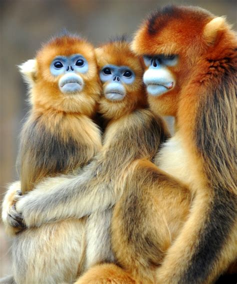 Wild Wild Cute Cute Monkeys