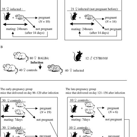 Differences In The Secondary Sex Ratio Between Toxoplasma Positive And Download Scientific