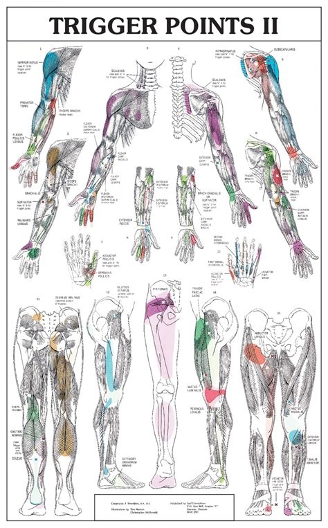 Printable Trigger Point Chart Educational Chart Resources