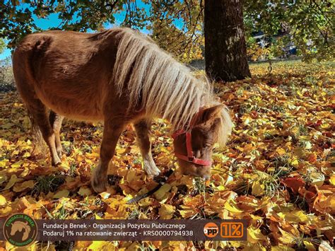 Żelka Fundacja Benek Organizacja Pożytku Publicznego