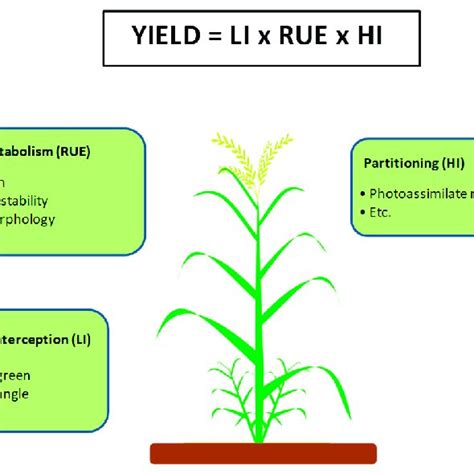 Photosynthesis As A Strategy To Improve Crop Yield Grain Yield Download Scientific Diagram