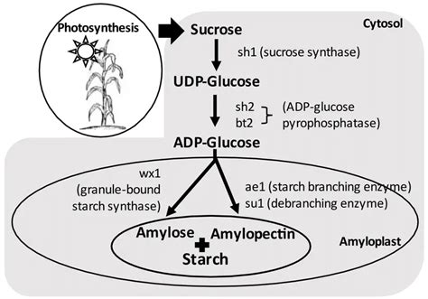 Carbohydrate Metabolism In Plant Synthesis And Catabolism Of Sucrose And Starch Biology Notes