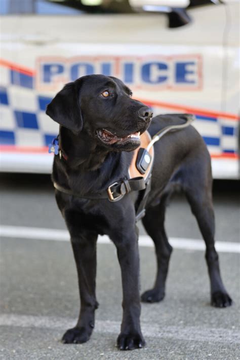 Davey The Pup Update Moreton