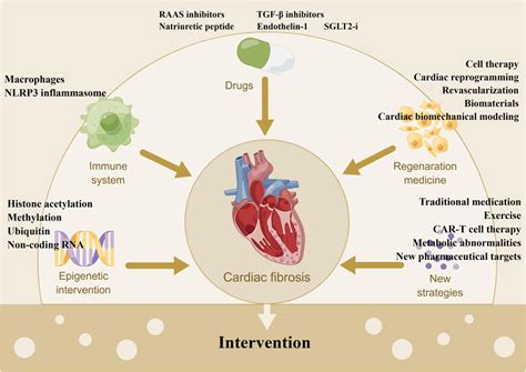 Frontiers Post Myocardial Infarction Fibrosis Pathophysiology