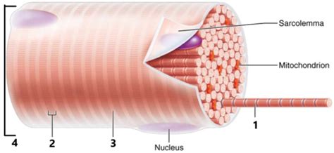 Biology Module 6 Movement And Locomotion Terms And Definitions
