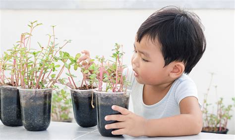 아시아 사랑스러운 귀여운 어린 소년 집의 정원에서 꽃을 심는다 원예와 재미를 아이 가정 생활에 대한 스톡 사진 및 기타 이미지 가정 생활 교육 꽃 식물 Istock