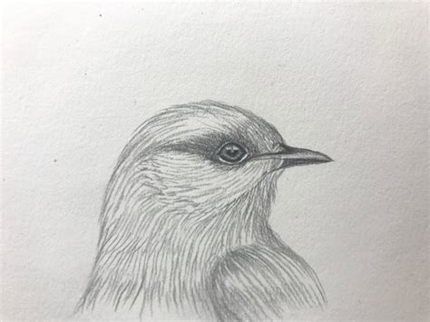 Realistic Bird Drawing At PaintingValley Com Explore Collection Of Realistic Bird Drawing