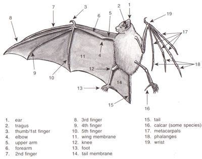 Diagram Of Bat Anatomy With English Labels