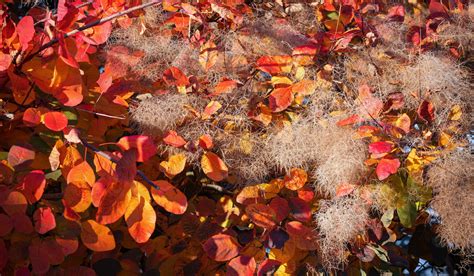 11 Beautiful Trees With Red Leaves All Year Around Crate And Basket