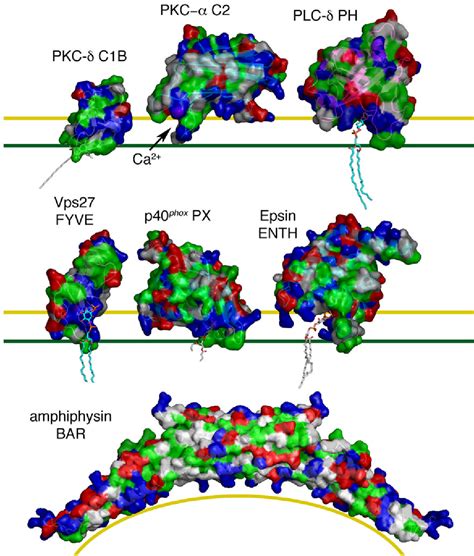 Figure 1 From Membrane Binding Domains Semantic Scholar