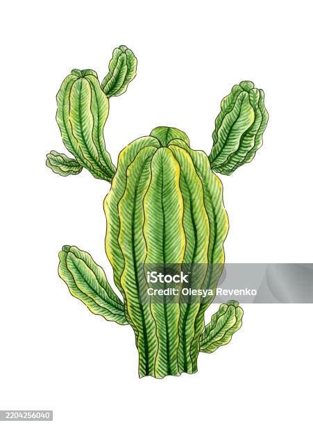 녹색과 노란색 줄무늬 선인장의 수채화 그림 엽서 포스터 배너 초대장 인사말 카드 인쇄물에 적합합니다 흰색 배경에 고립되어 있습니다 손으로 그린 것입니다 가시에 대한 스톡