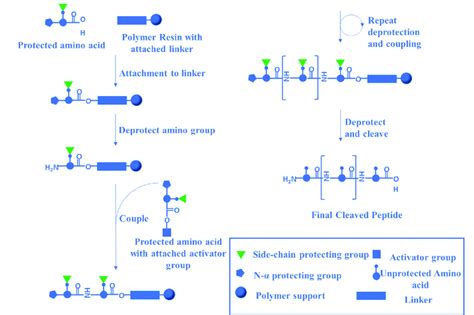 Solid Phase Peptide Synthesis Spps Synthetic Scheme Adapted From Download Scientific Diagram