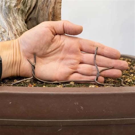 Securing A Tree Without Repotting Bonsai Tonight