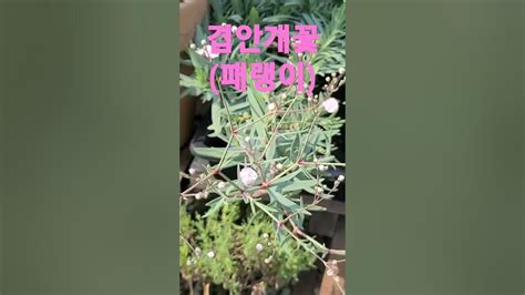 더그린가든센터 겹안개꽃 Youtube