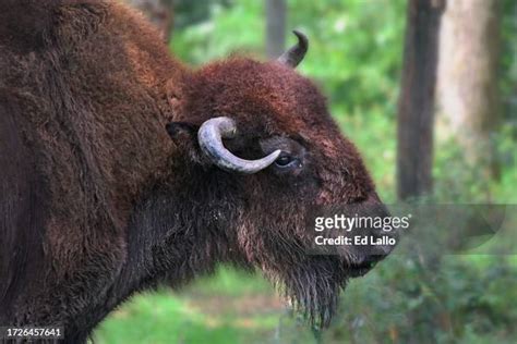 Allentown Buffalo Photos And Premium High Res Pictures Getty Images