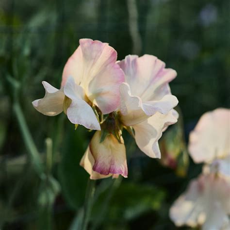 Sweet Pea Mollie Rilstone Flower X 15 Seeds Veggie And Flower Garden