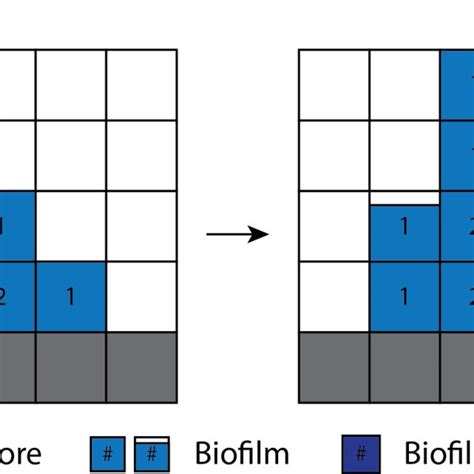 Schematic Representation Of The Cellular Automaton Method For Biomass Download Scientific
