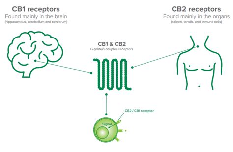 The Endocannabinoid System Cannabinoid Receptors